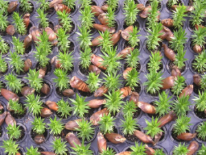 Conservação e Manejo Sustentável da Flora Nativa do Brasil
